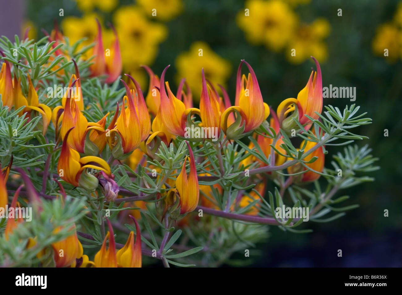 Trailing lotus hi-res stock photography and images - Alamy