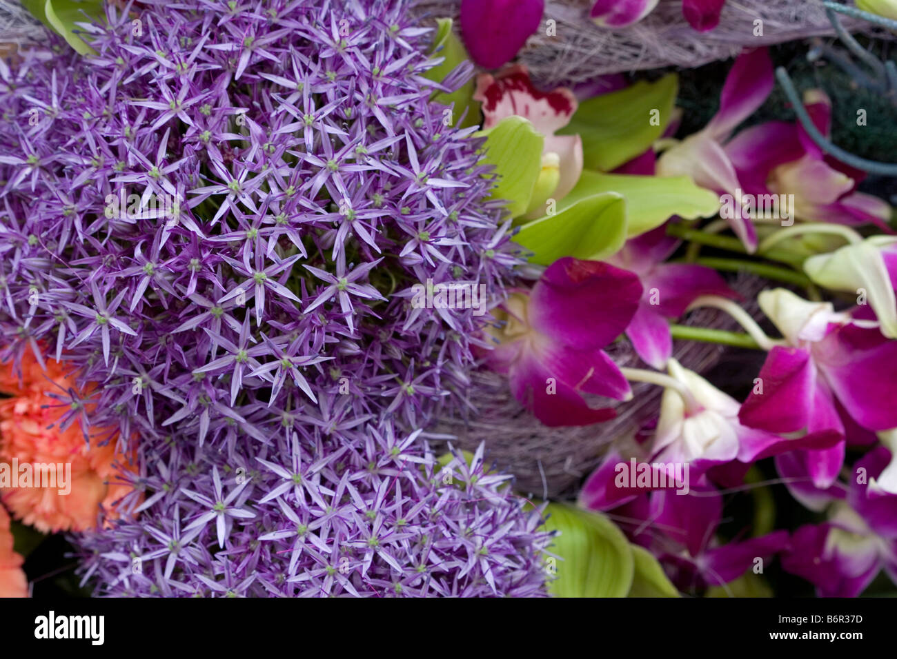 Allium 'Globemaster' orchids and carnations in association Stock Photo ...