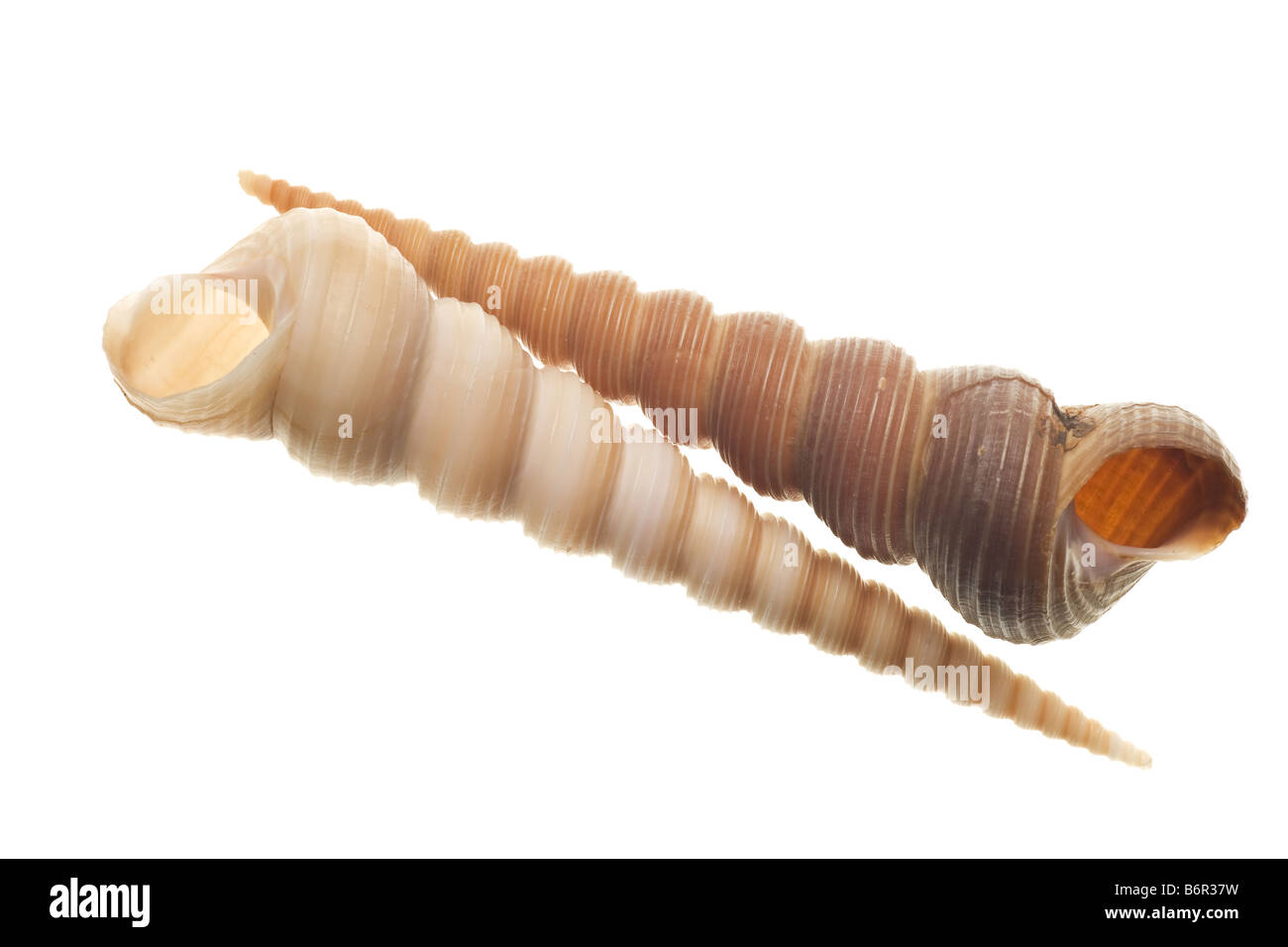 Seashells isolated on white background Stock Photo - Alamy