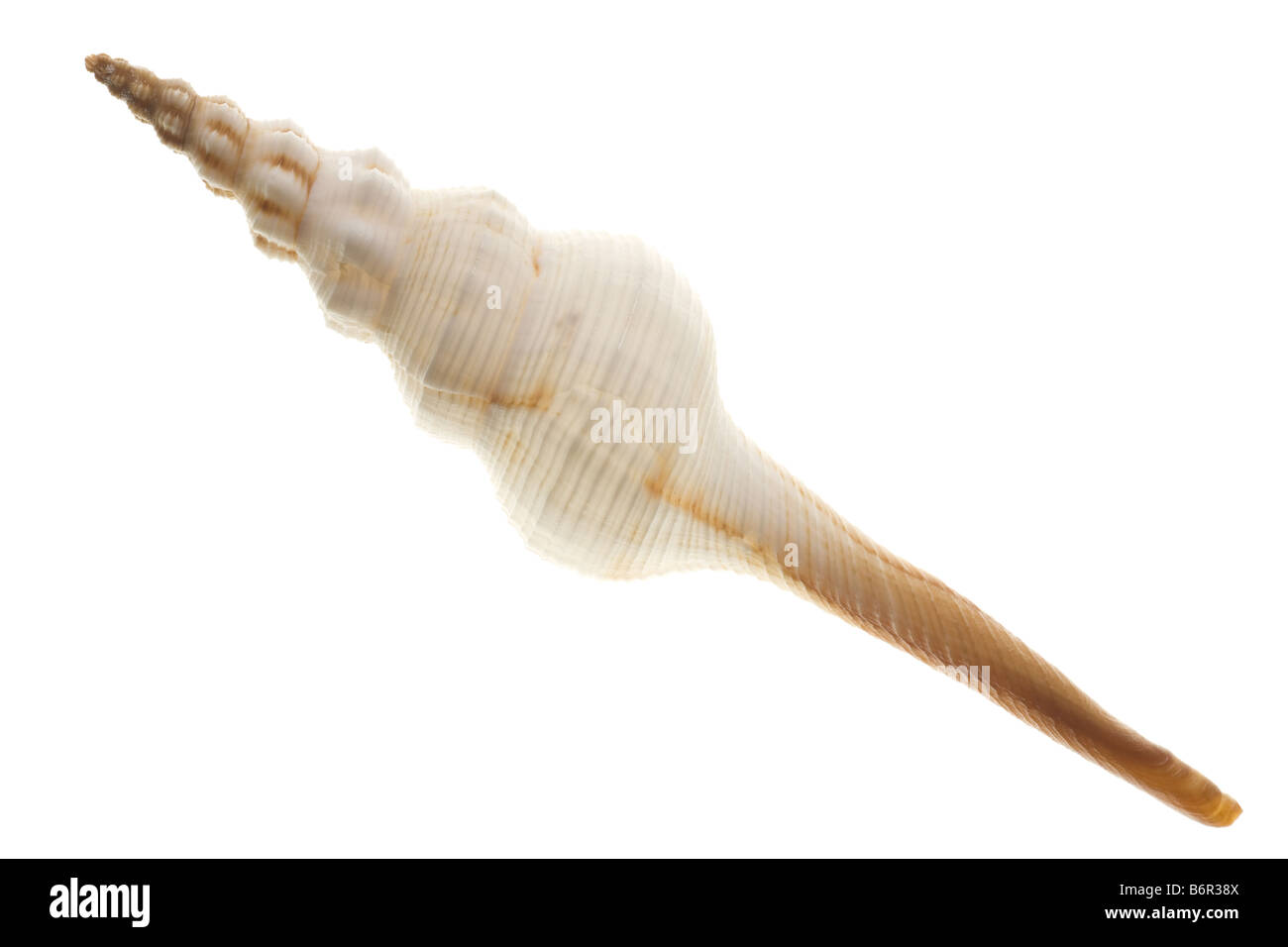 Seashell isolated on white background Stock Photo - Alamy