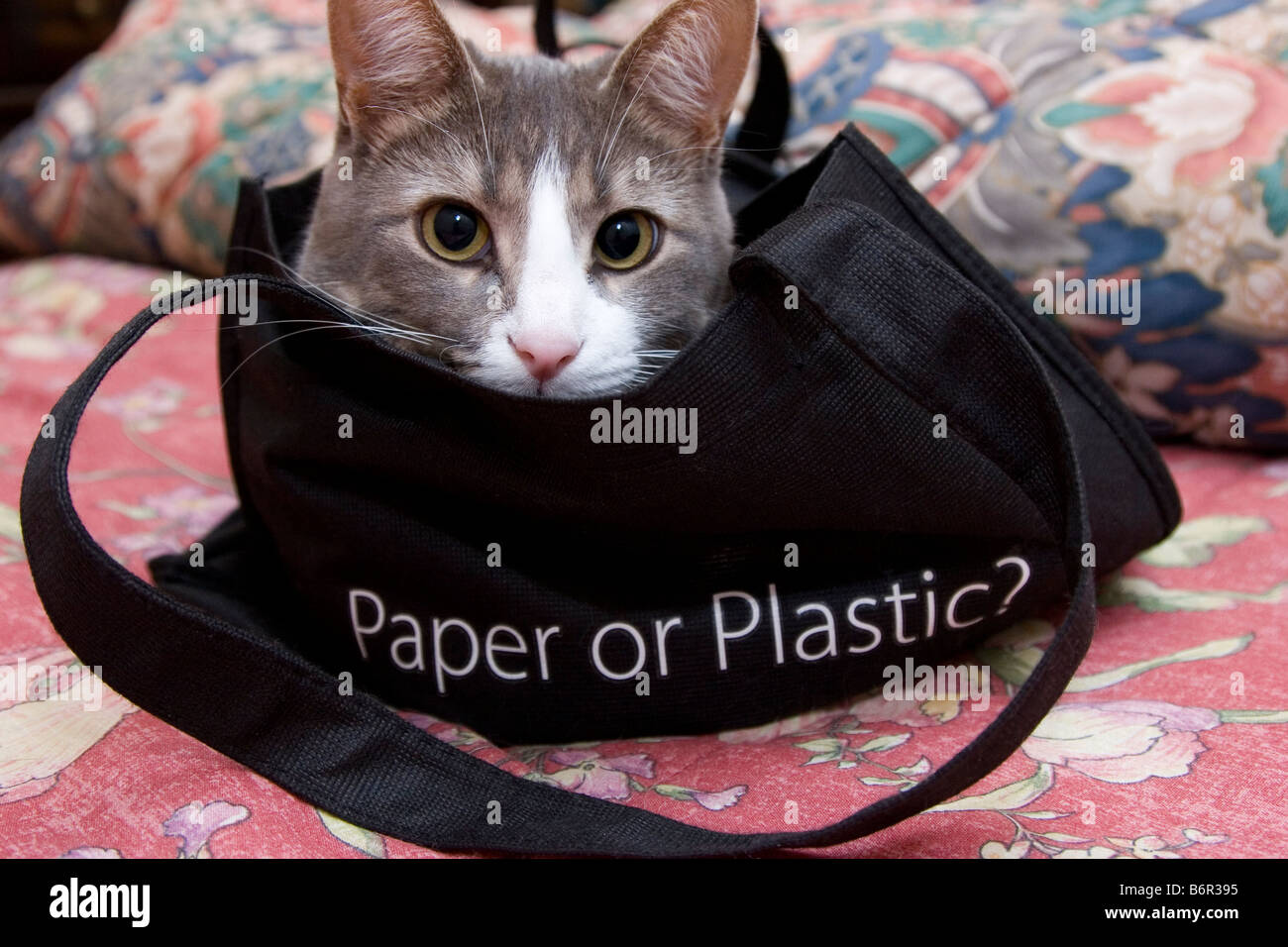 Cat in a "Paper or Plastic" reusable bag, funny animal Stock Photo - Alamy