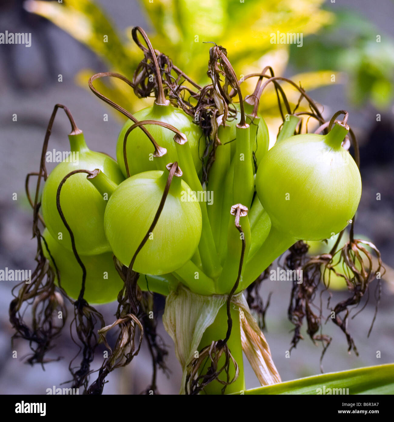 Crinum Asiaticum Bulb