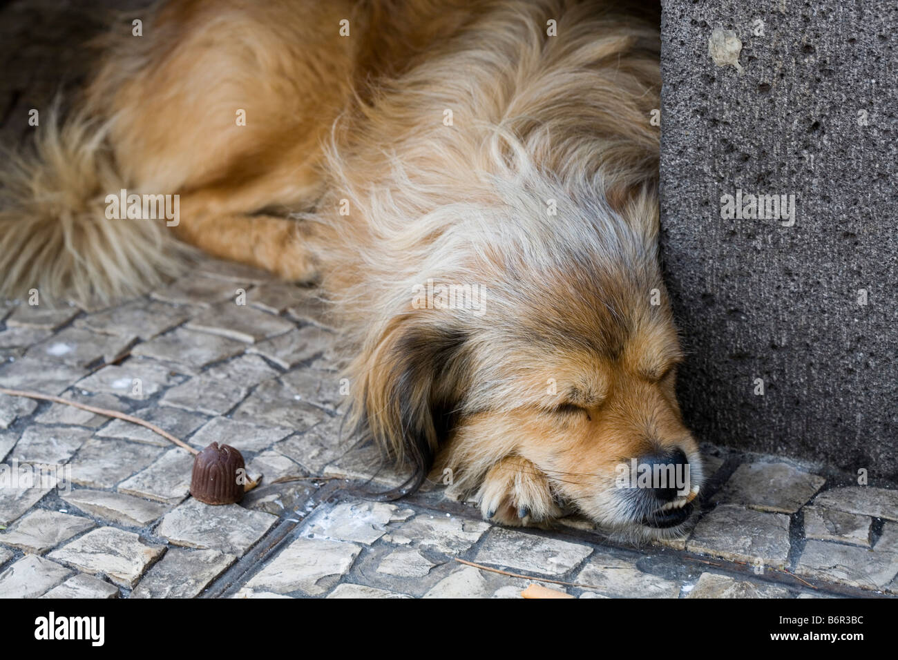 stray dog asleep under bench in Funchal Madiera Stock Photo - Alamy