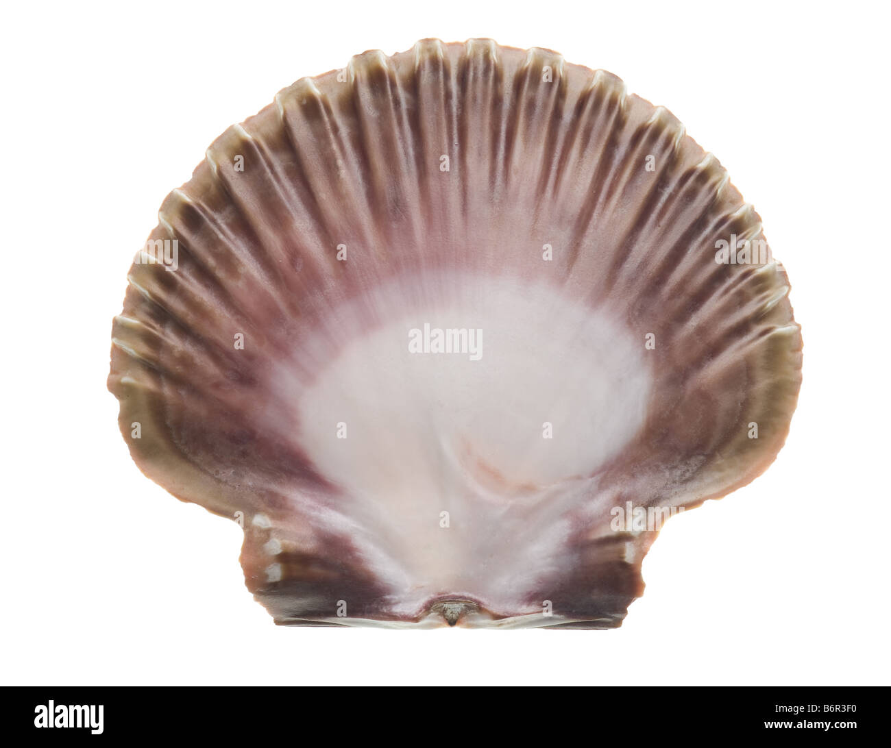 Seashell isolated on white background Stock Photo - Alamy