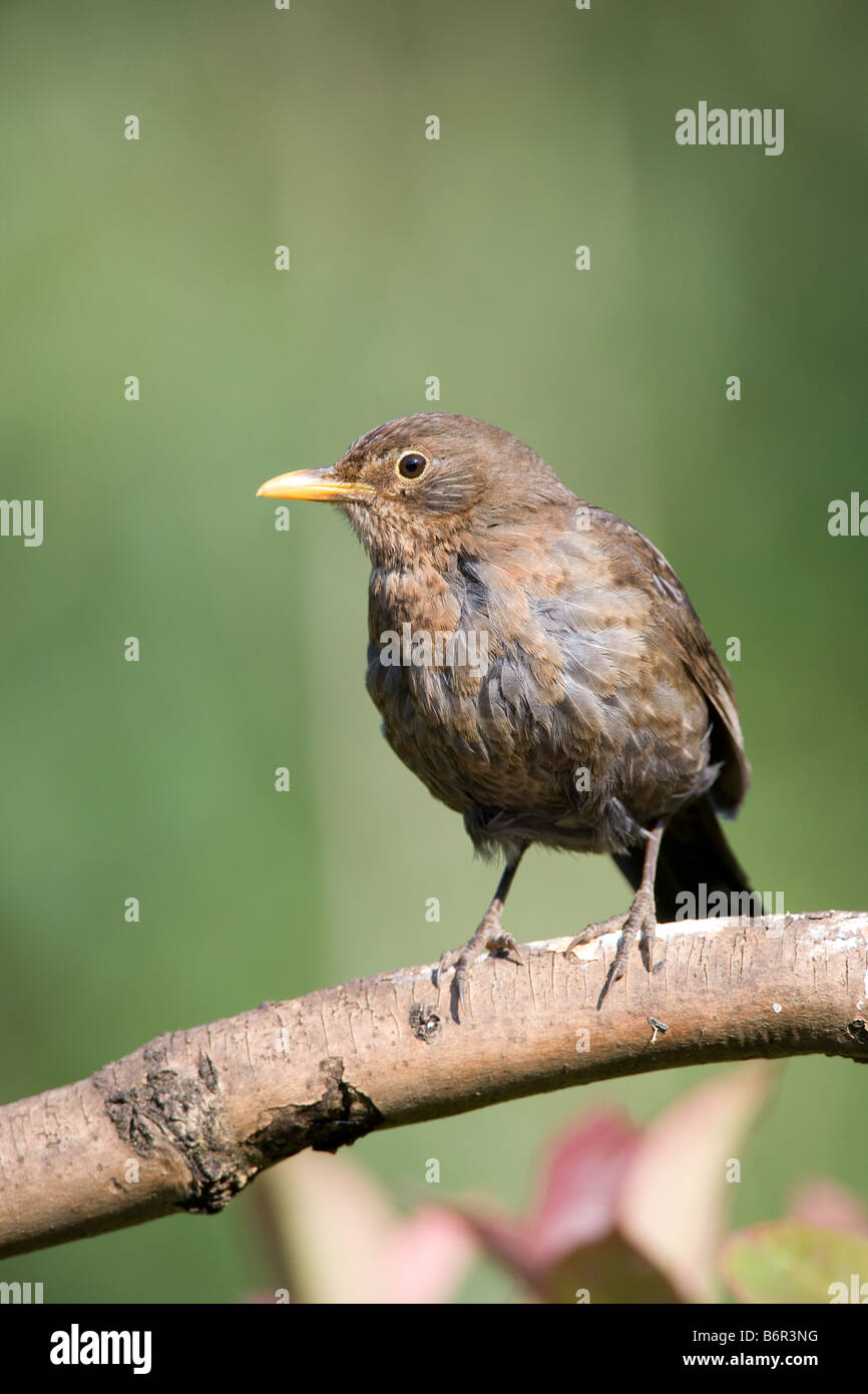 Black Bird Turdus merula Turdidae Stock Photo - Alamy