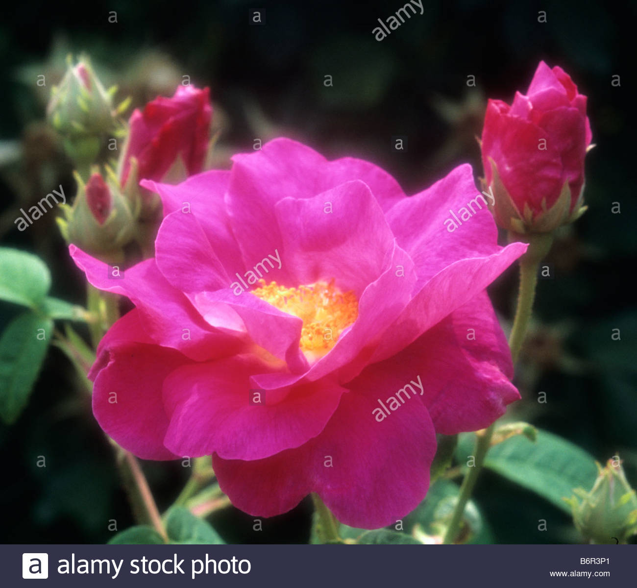 Apothecary Stock Photos & Apothecary Stock Images - Alamy