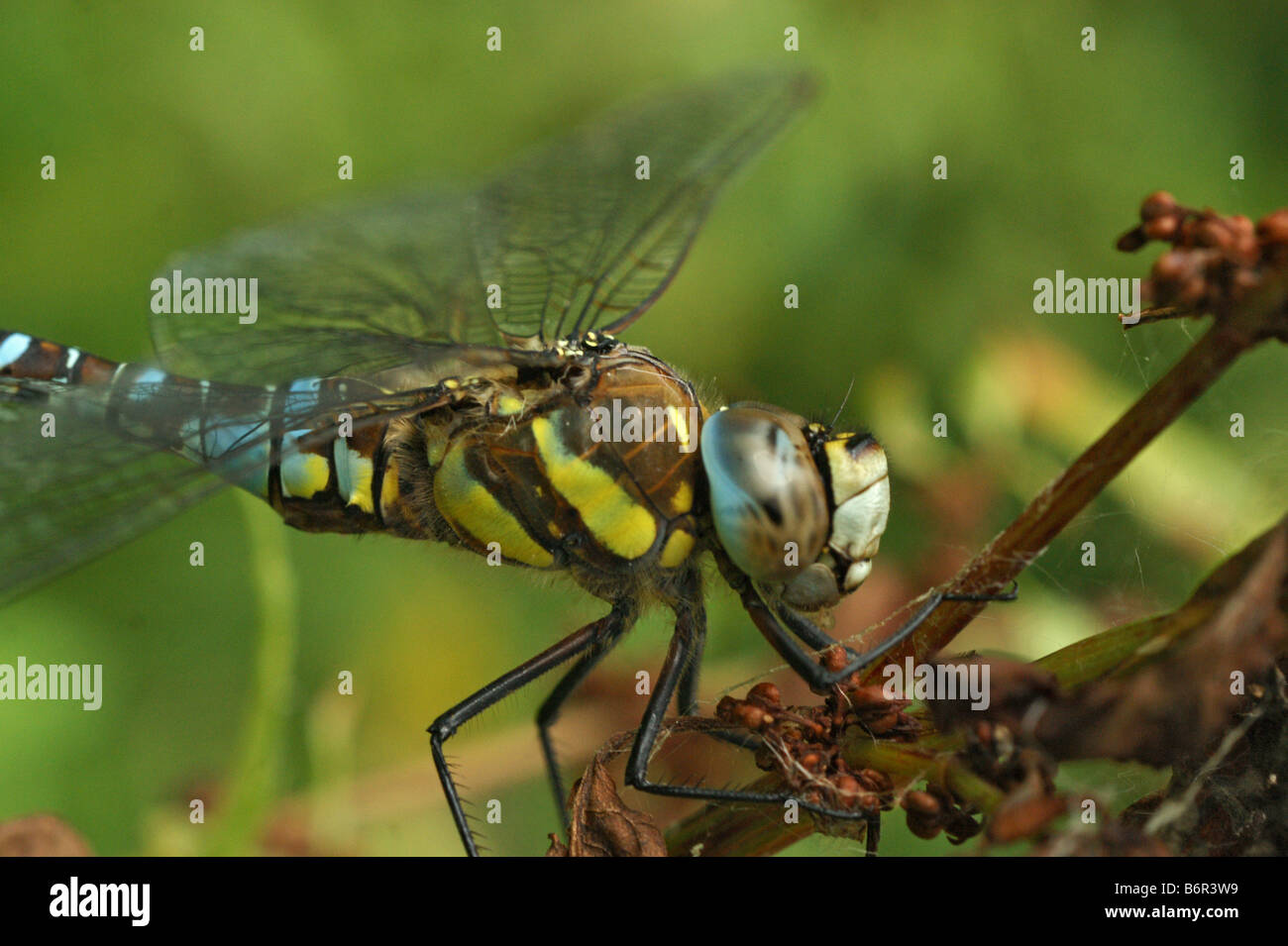 Aeschna hi-res stock photography and images - Alamy