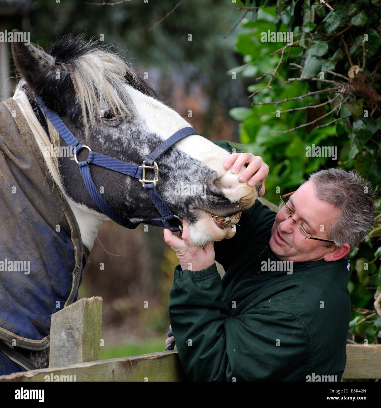 Veterinary officer inspecting the mouth and teeth of a horse. England ...