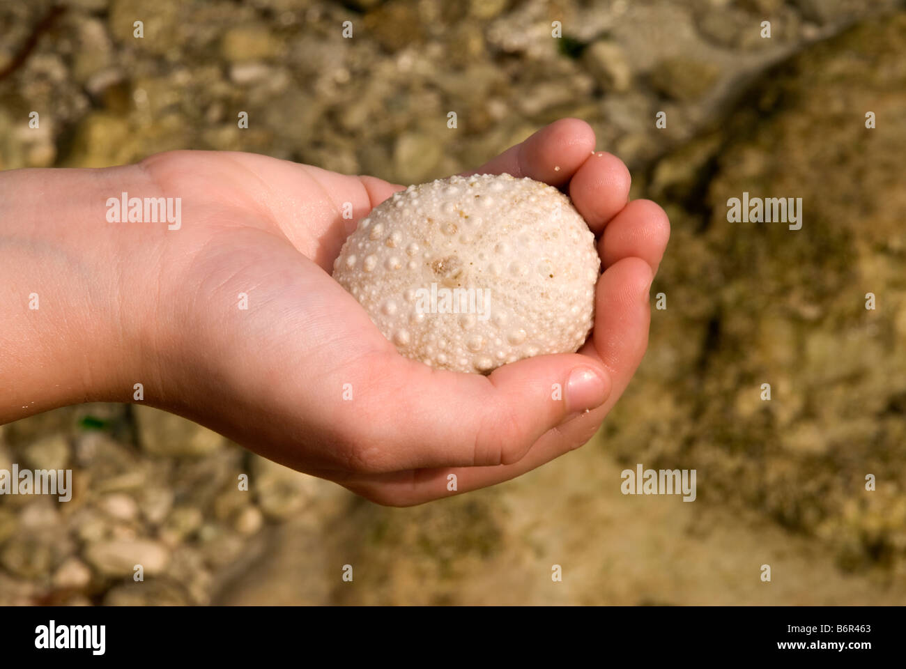 Hand holding sea egg shell, Nassau, Bahamas Stock Photo - Alamy