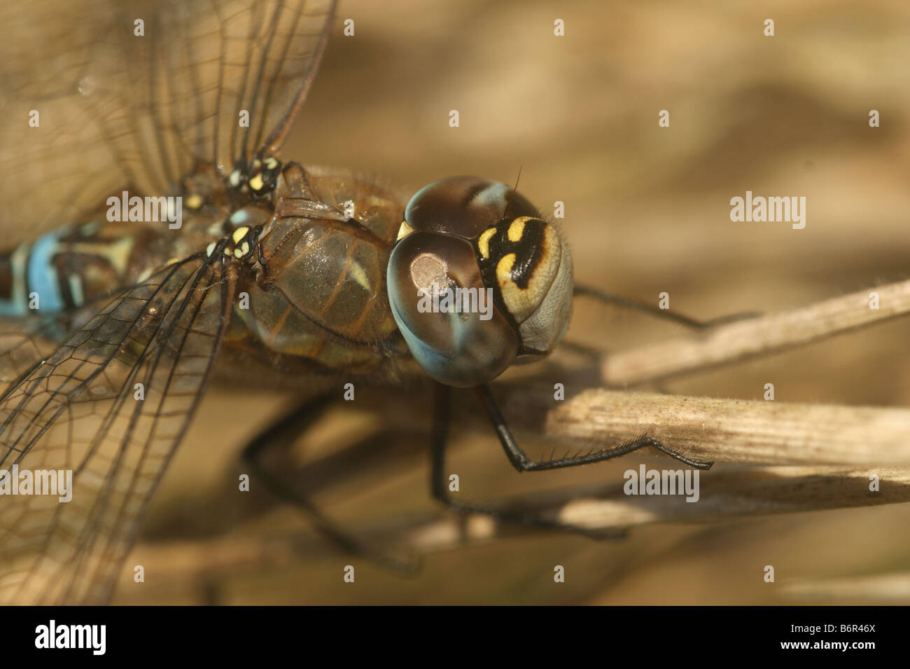 Aeschna mixta - Migrant hawker Stock Photo - Alamy