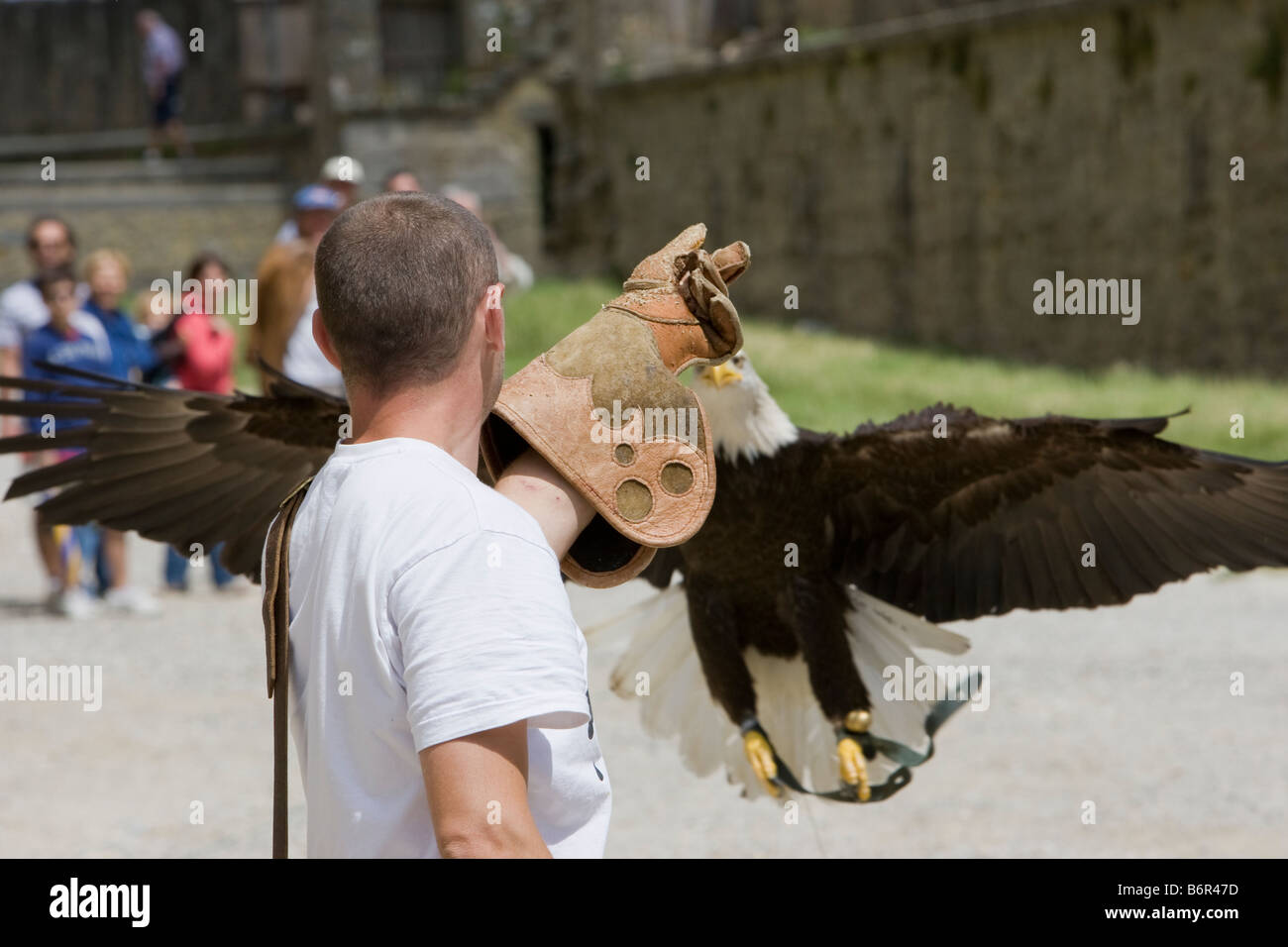 An eagle and bird handler practicing for medieval games in Carcassonne ...