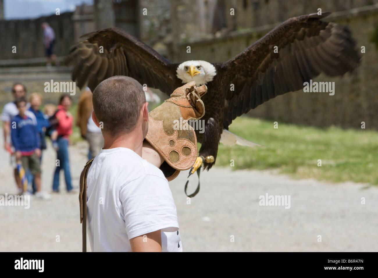 Medieval Hunting Bird High Resolution Stock Photography and Images - Alamy