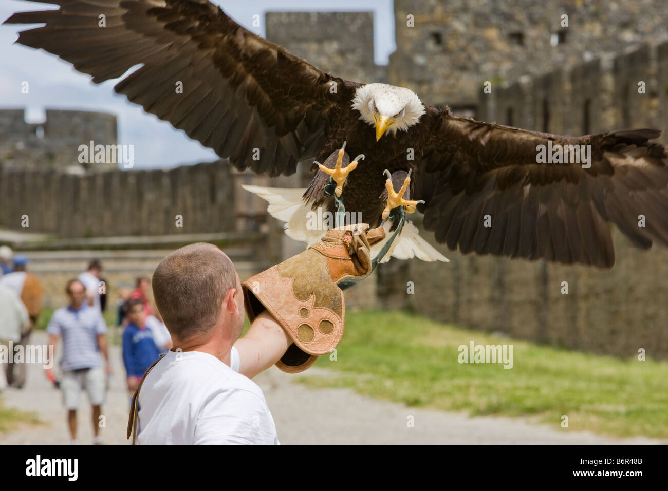 An eagle and bird handler practicing for medieval games in Carcassonne ...