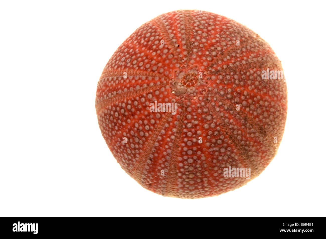 Sea Urchin Echinus esculentis Stock Photo - Alamy