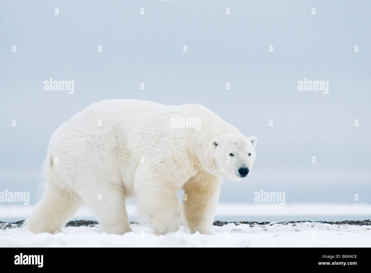 polar bear Ursus maritimus old adult boar walks along the Arctic ...