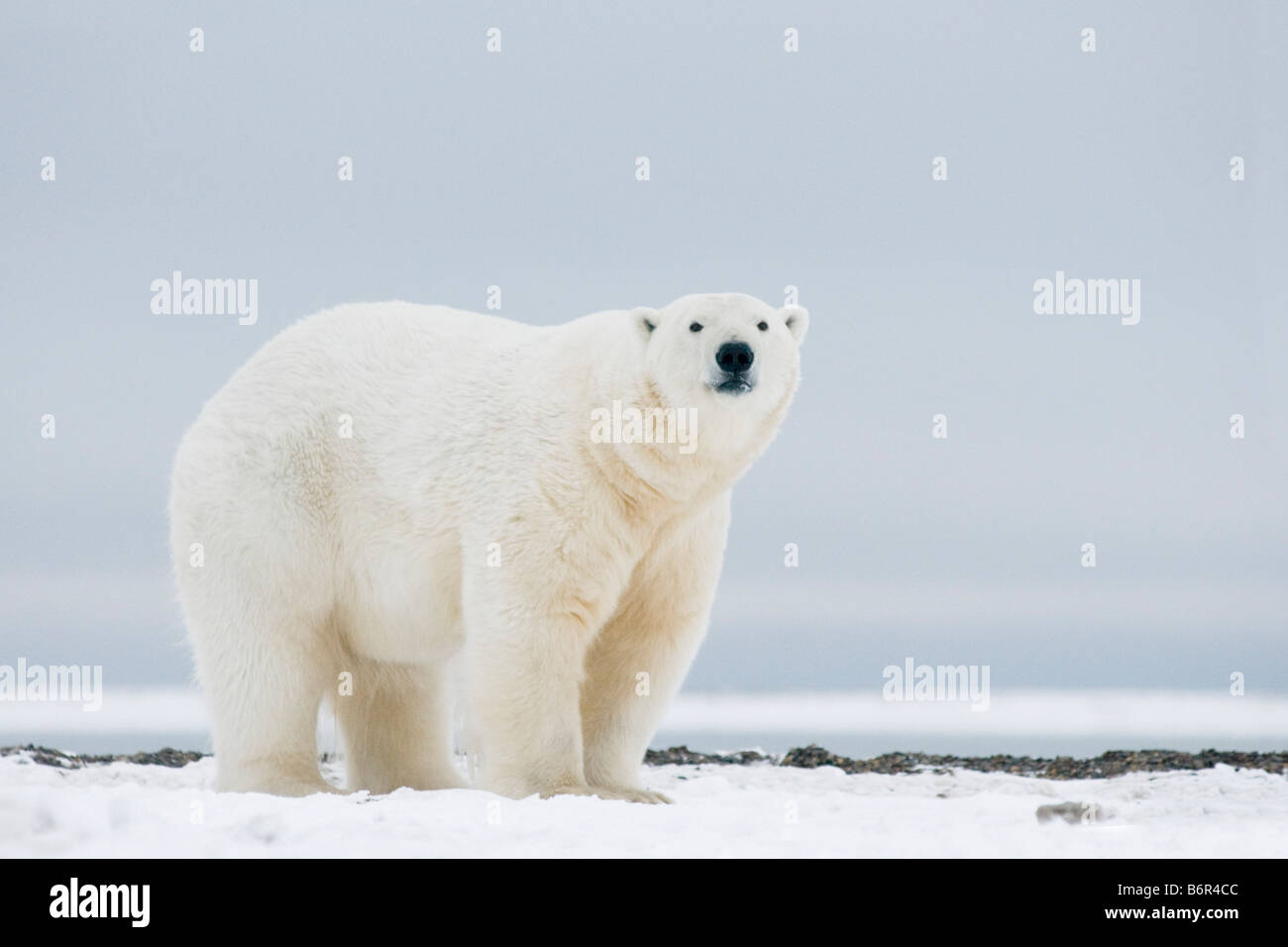 polar bear Ursus maritimus old adult boar walks along the Arctic ...