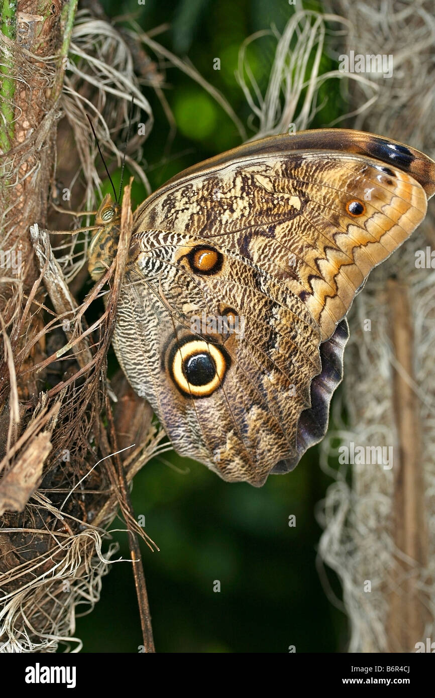 Owl butterfly Caligo sp Stock Photo - Alamy