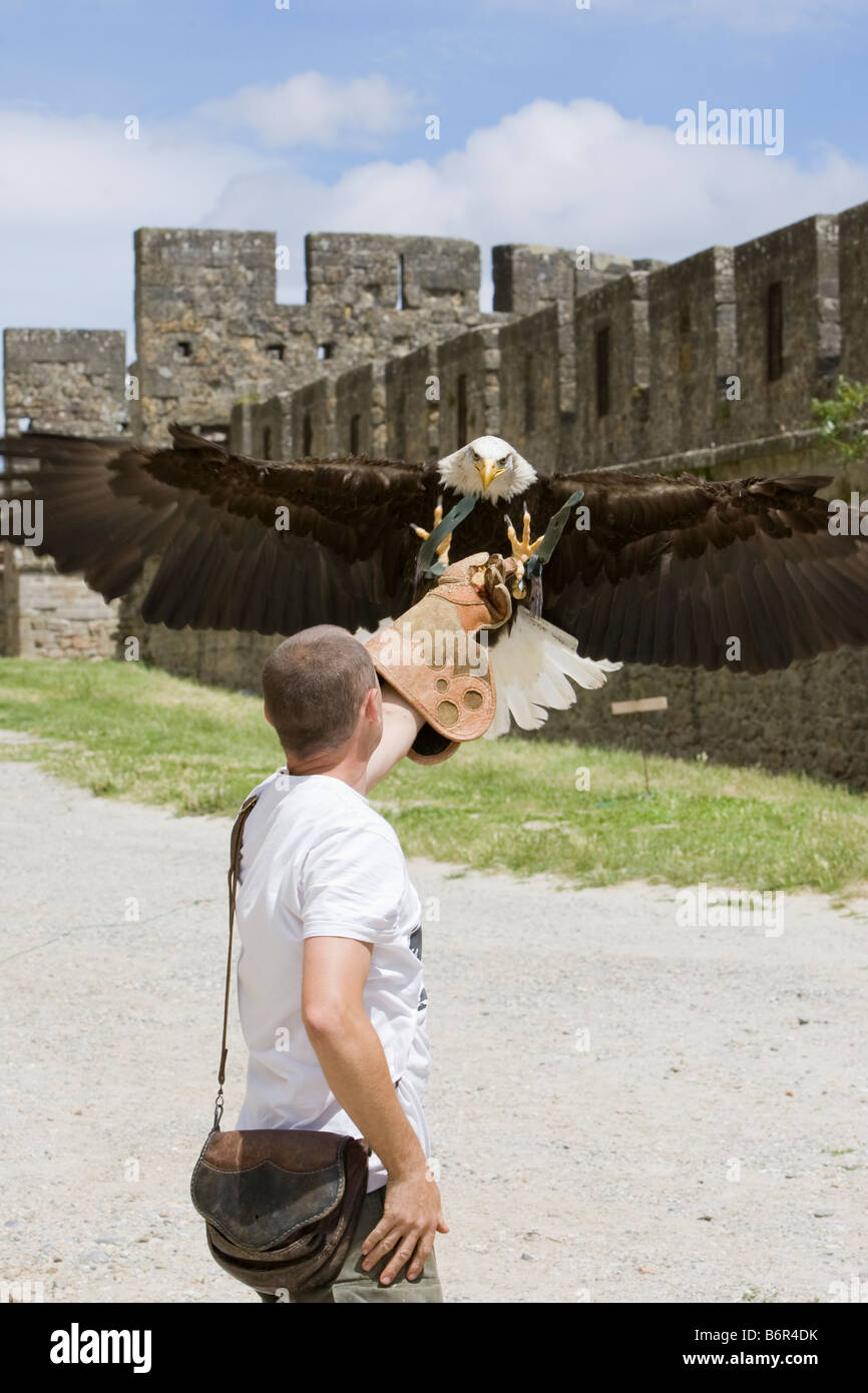 An eagle and bird handler practicing for medieval games in Carcassonne ...