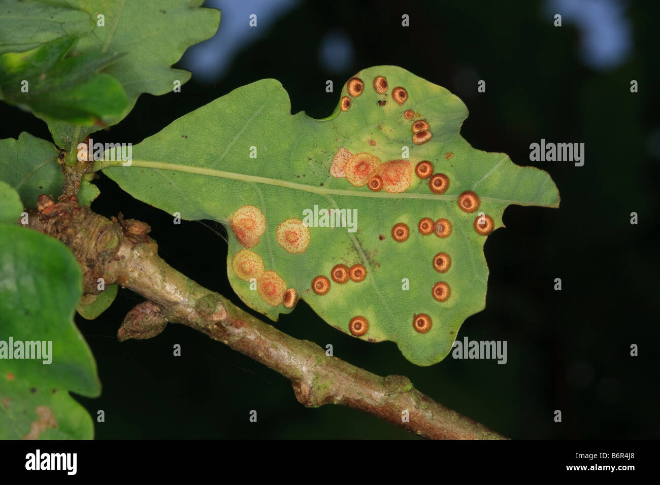 Spangle gall hi-res stock photography and images - Alamy