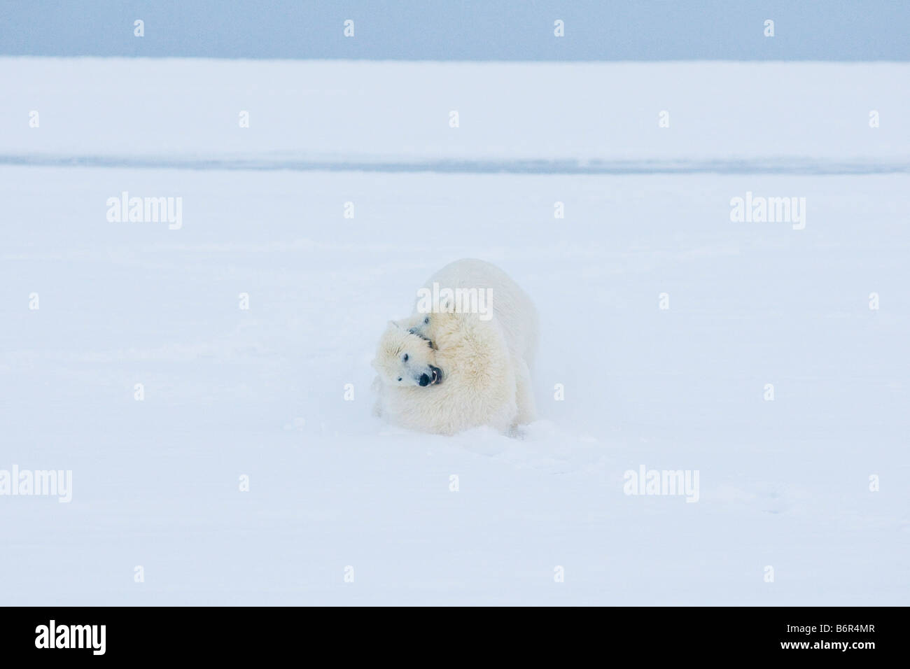 polar bears Ursus maritimus spring cubs plays with a 2 year old bear on ...