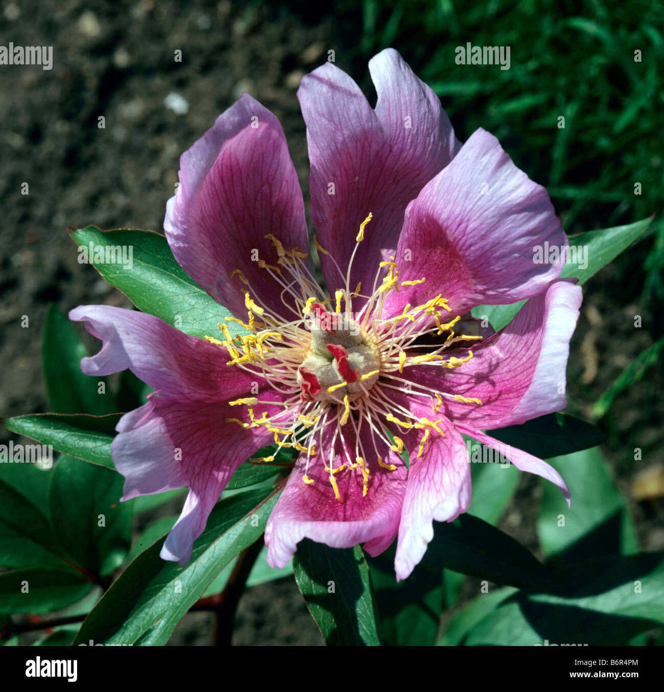 Paeonia flowers hi-res stock photography and images - Alamy