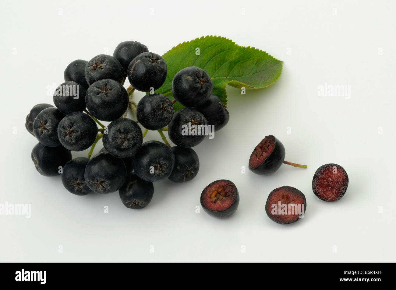 Black Chokeberry (Aronia melanocarpa var. melanocarpa), whole halved ...
