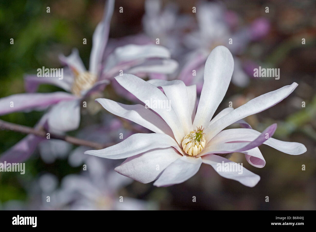 Magnolia Loebneri 'Leonard Messel' flowers Stock Photo - Alamy