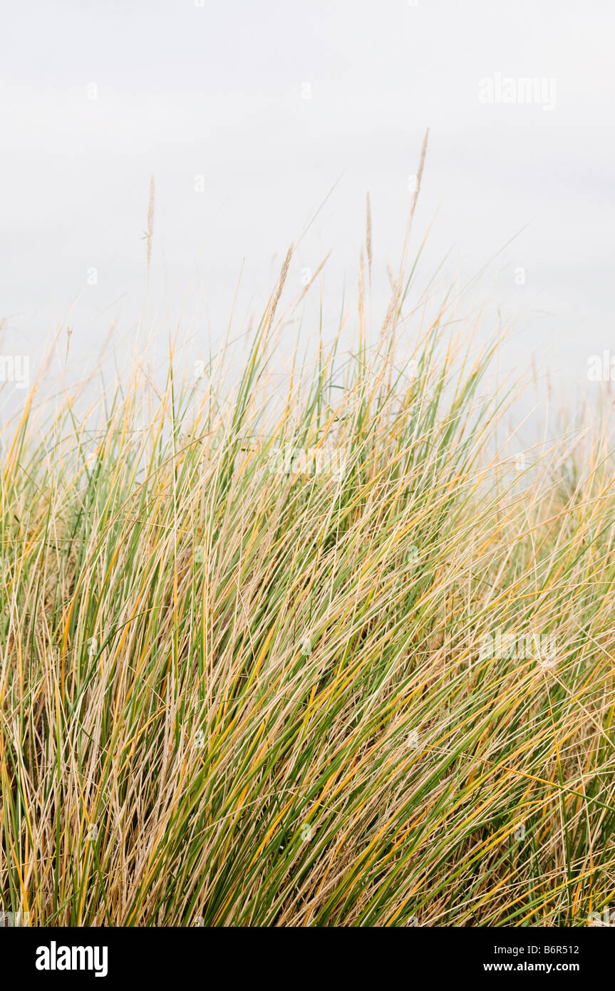 Nature sky cloud tall grass outdoors hi-res stock photography and ...