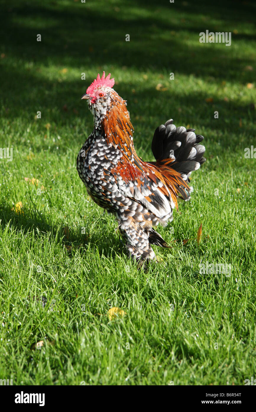 Rare Breed Chicken High Resolution Stock Photography and Images - Alamy