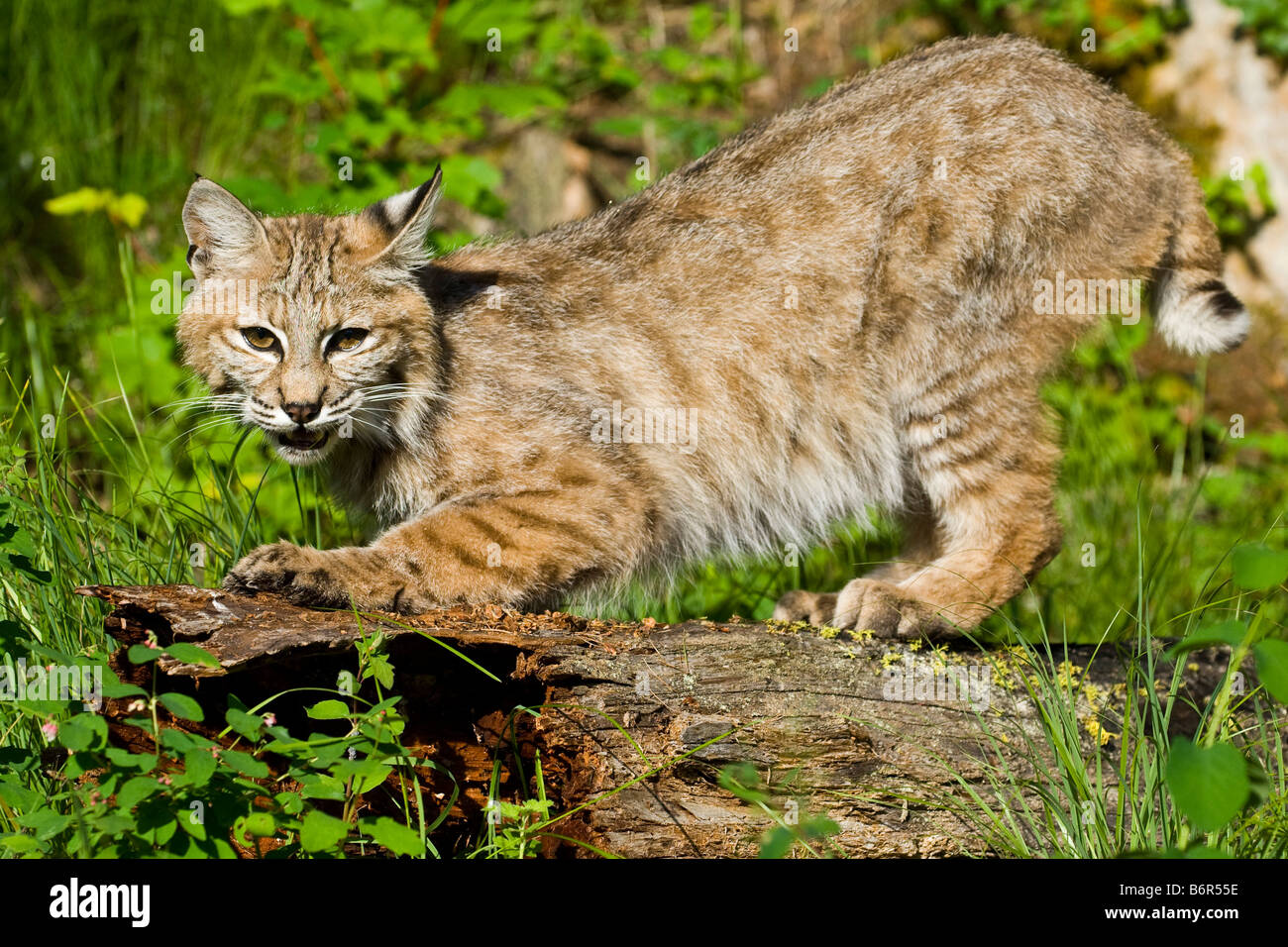 Bobcat crouching on a fallen log- controlled conditions Stock Photo - Alamy