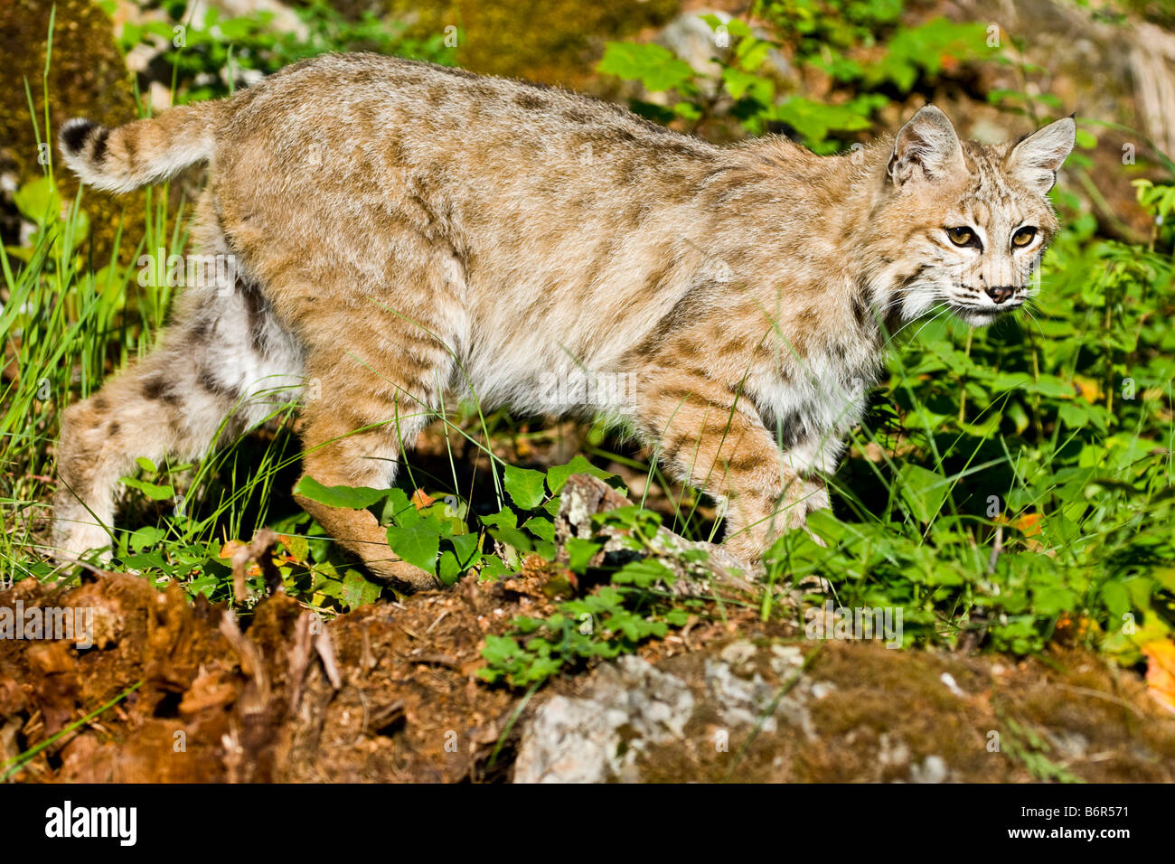 Bobcat stalking on a fallen log- controlled conditions Stock Photo - Alamy
