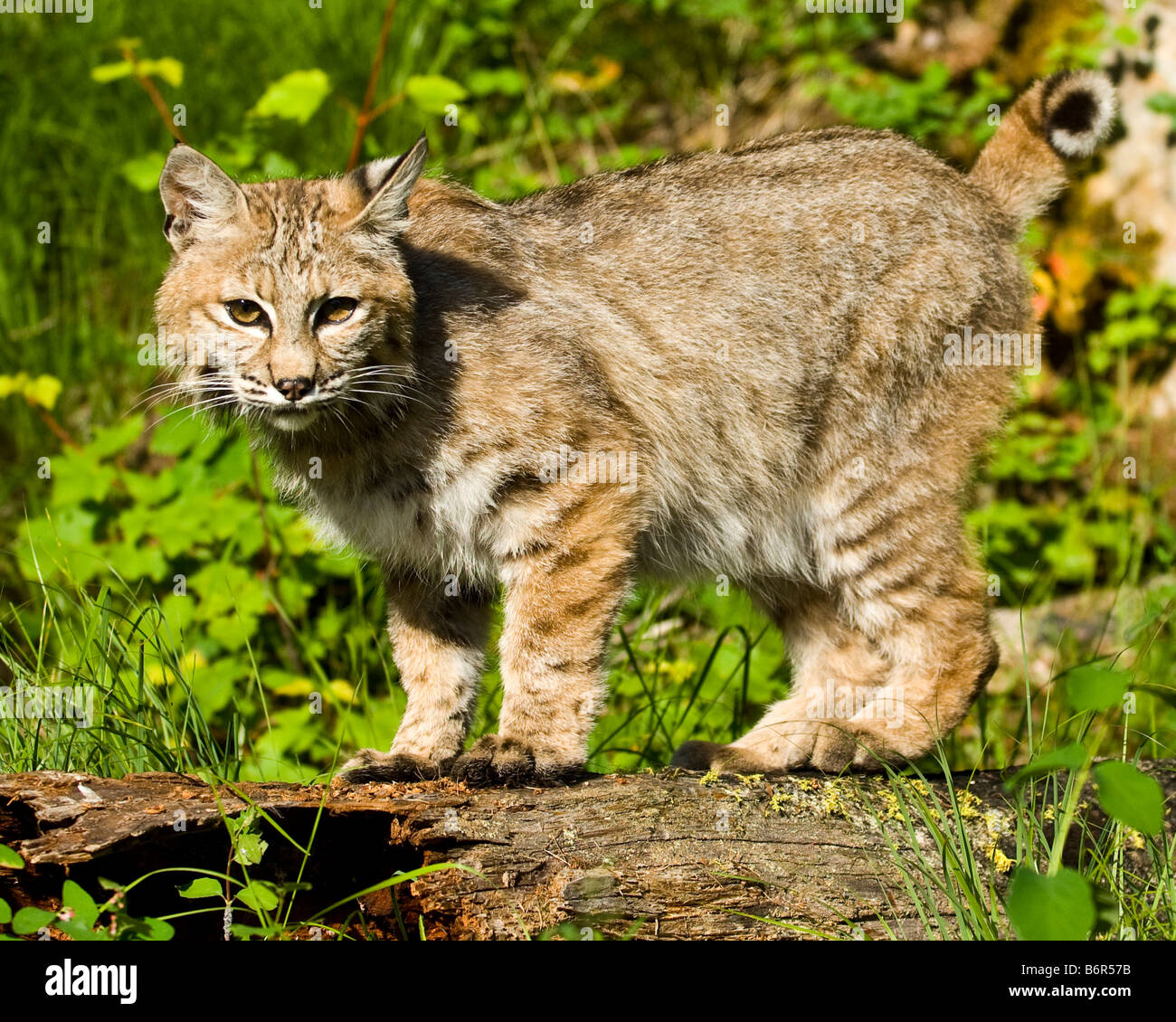 Bobcat standing hi-res stock photography and images - Alamy