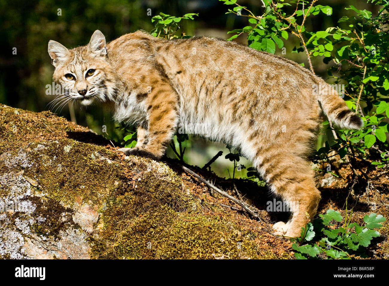 Bobcat crouched hi-res stock photography and images - Alamy