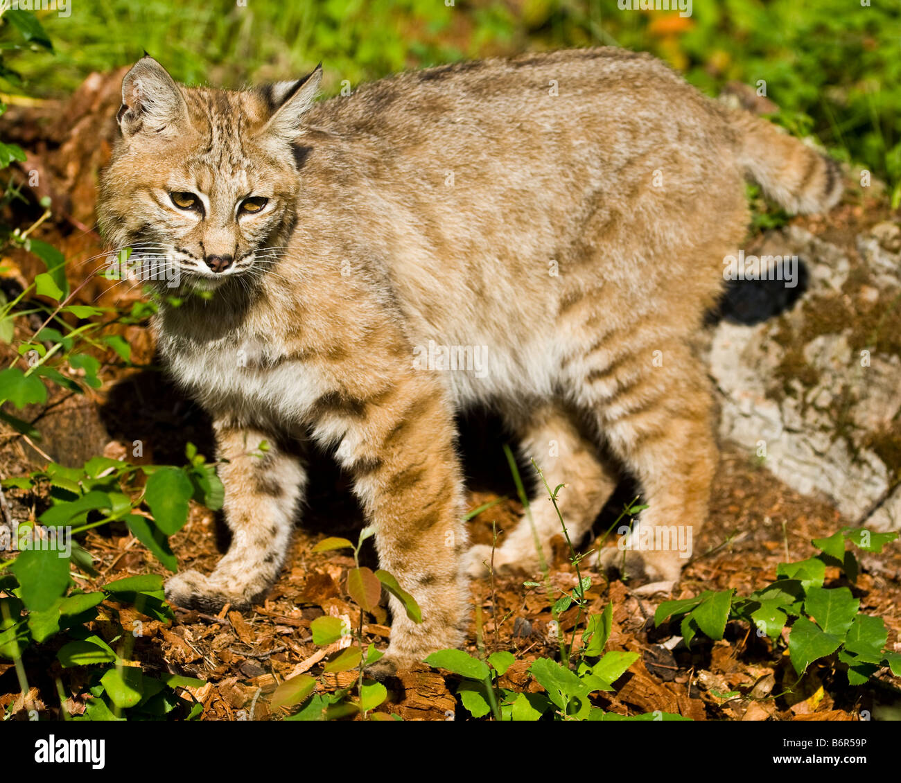 Bobcat standing on a rotten log - controlled conditions Stock Photo - Alamy