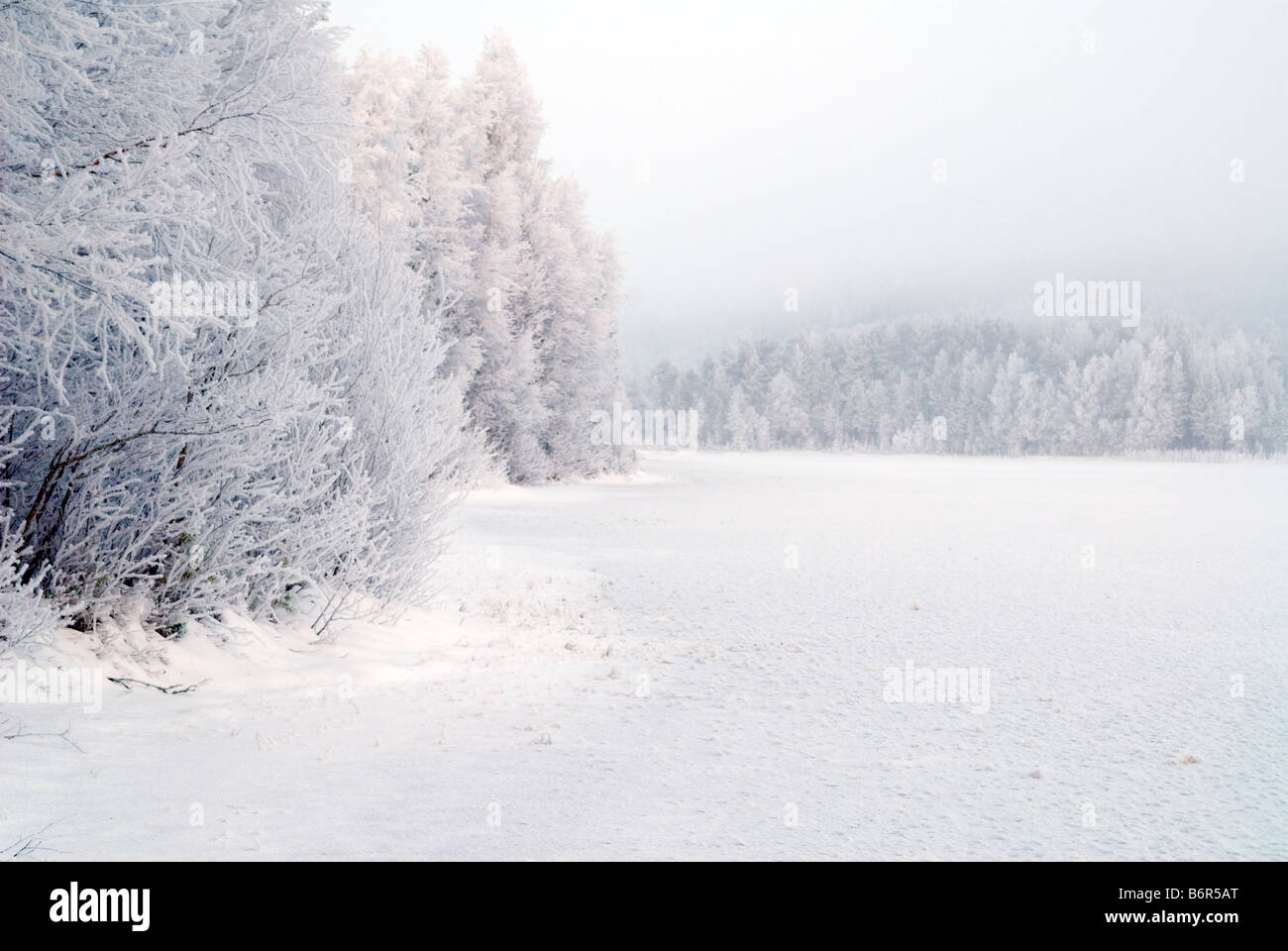 Ice cold,frozen trees and lake Stock Photo - Alamy