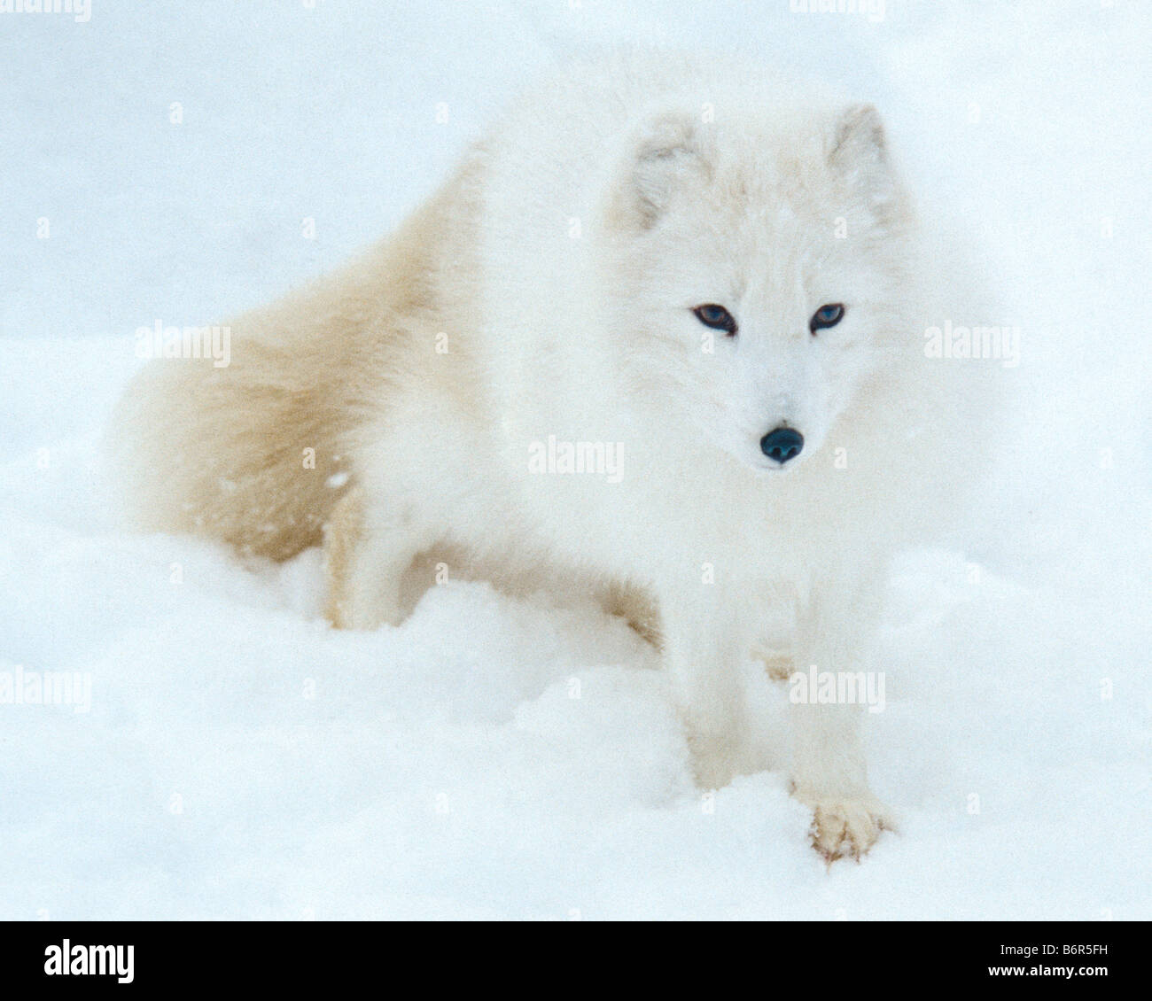 Arctic Fox in the snow - controlled conditions Stock Photo - Alamy