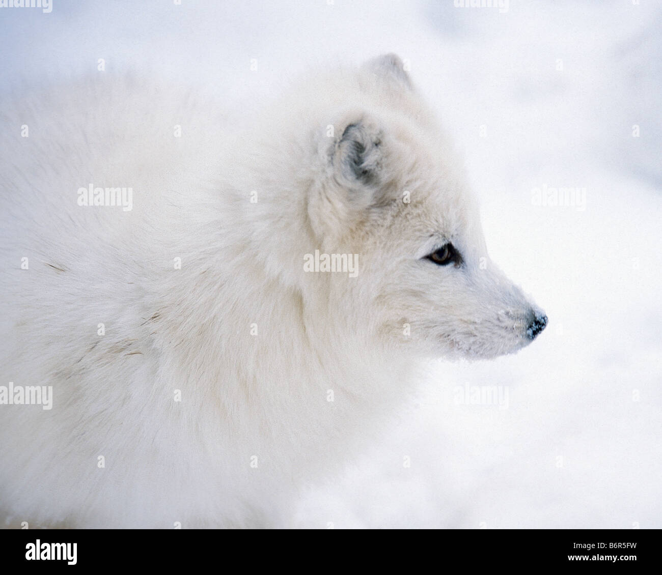 Arctic Fox in the snow - controlled conditions Stock Photo - Alamy