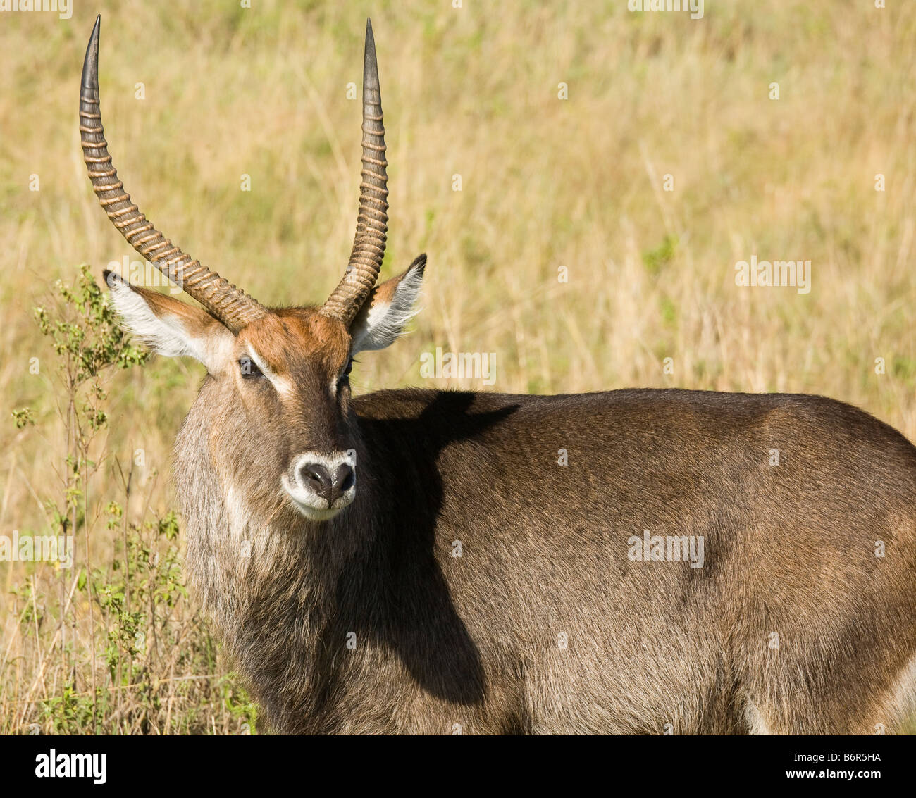 Waterbuck head hi-res stock photography and images - Alamy