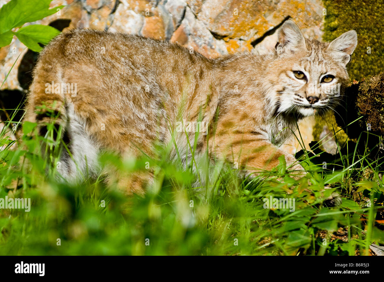 Bobcat stalking in the brush - controlled conditions Stock Photo - Alamy