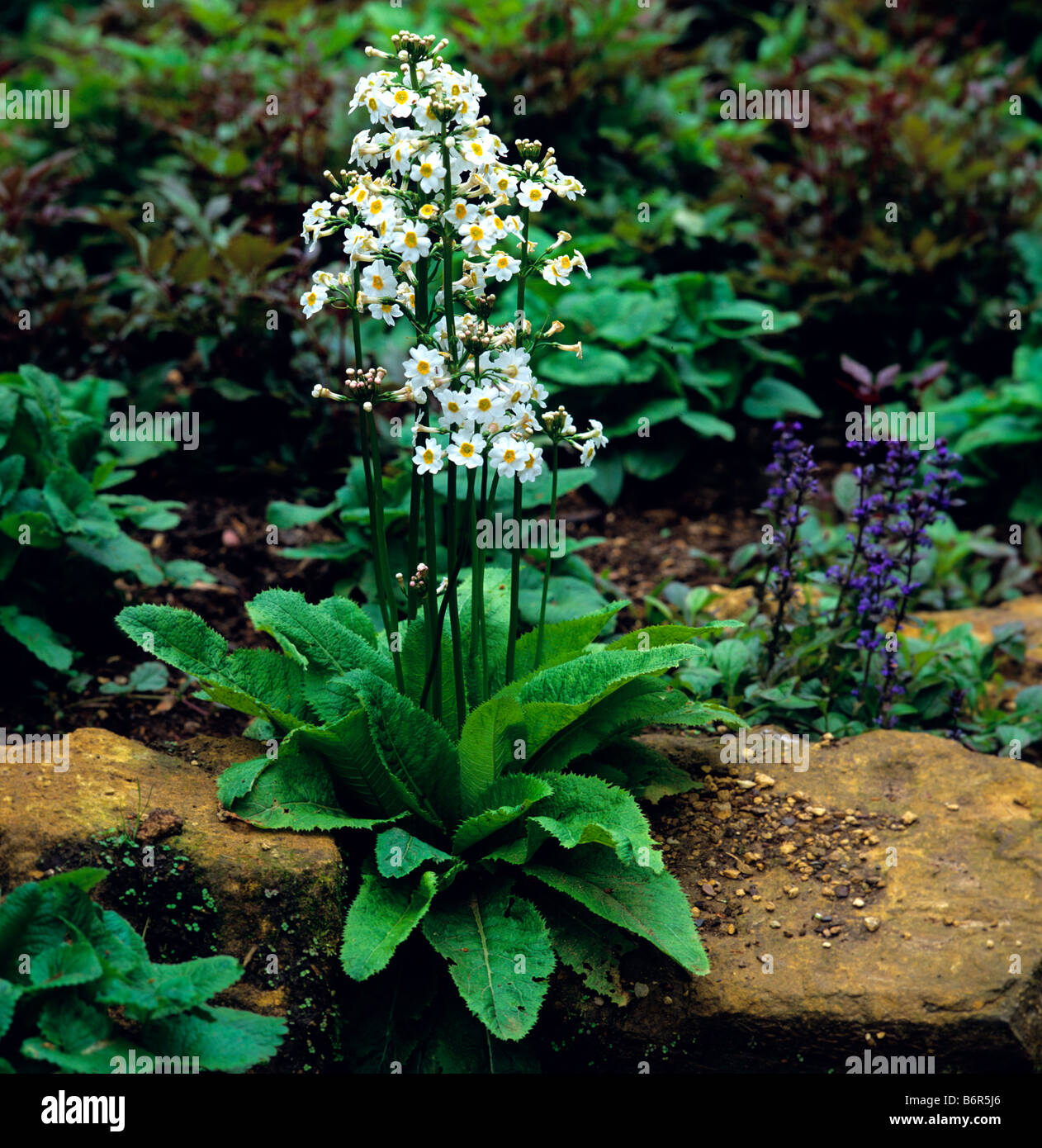 White Primula japonica Stock Photo - Alamy