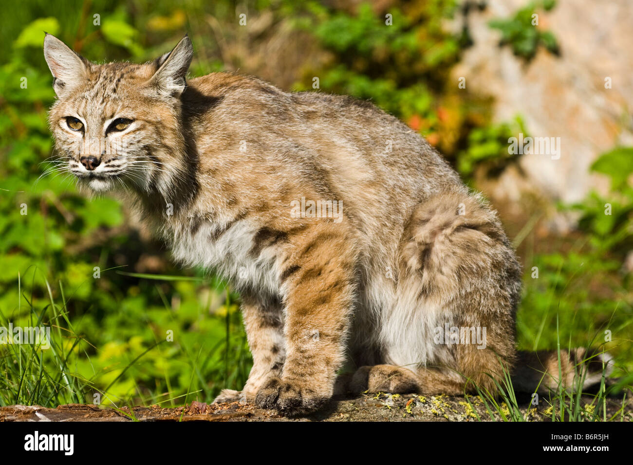 Bobcat sitting on a fallen log - controlled conditions Stock Photo - Alamy
