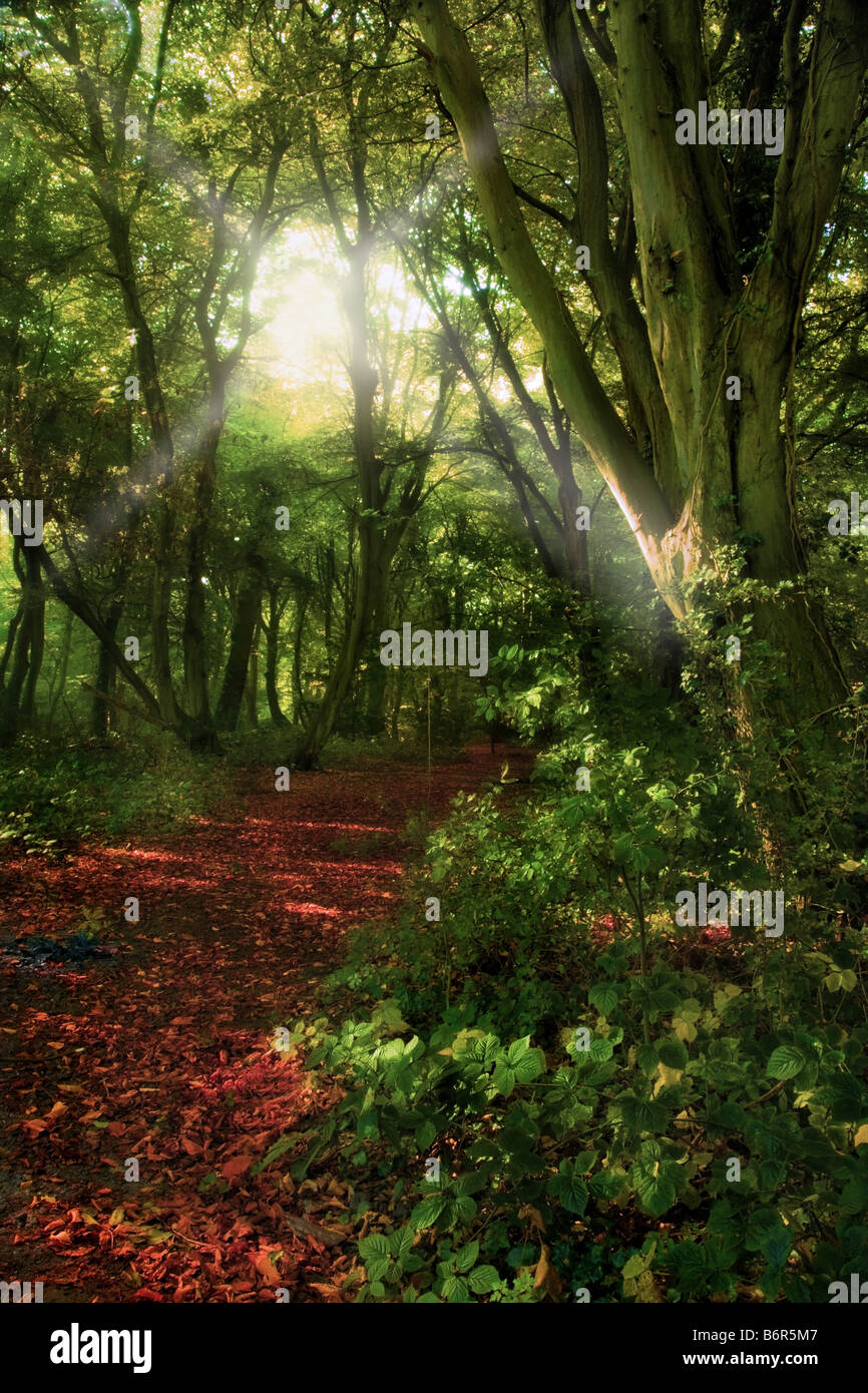 forest light shafts Stock Photo - Alamy