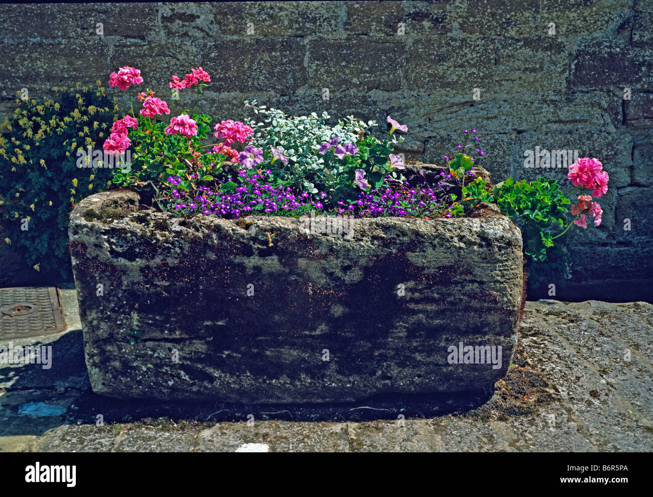 Geraniums lobelia hi-res stock photography and images - Alamy