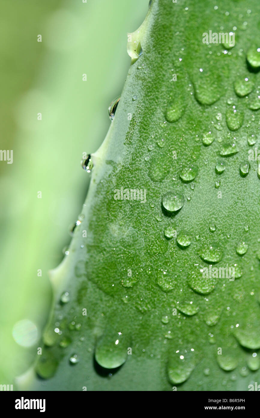 Burn plant Aloe vera Stock Photo - Alamy