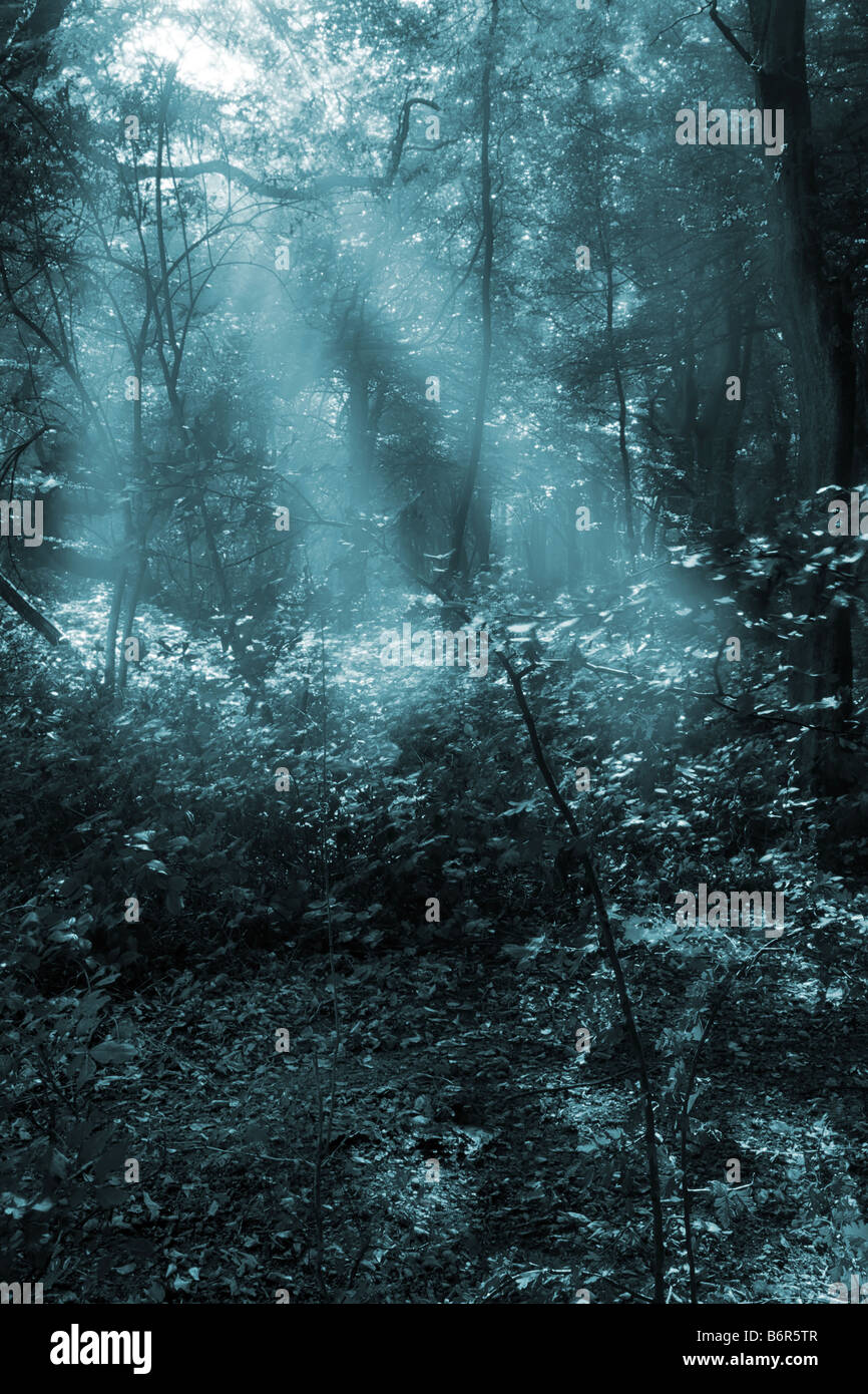 toned forest light shafts Stock Photo - Alamy