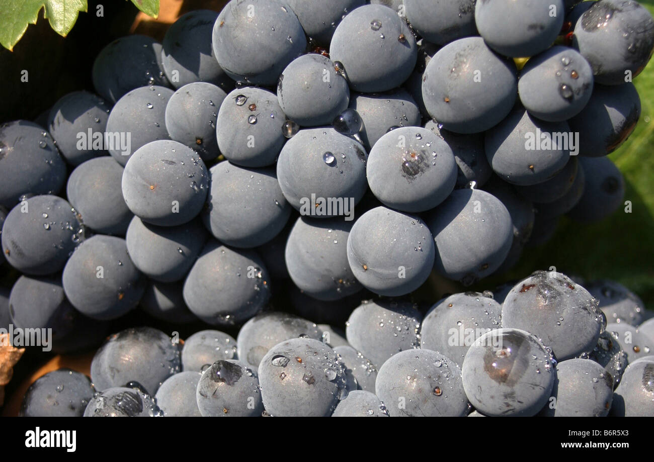 Tempranillo grape in Rioja region, Spain Stock Photo - Alamy