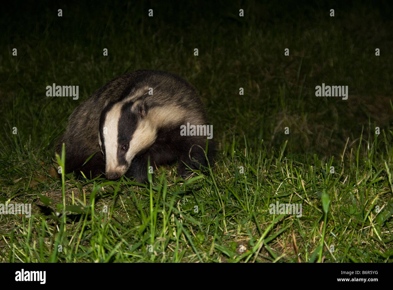 Badger underground meles meles hi-res stock photography and images - Alamy