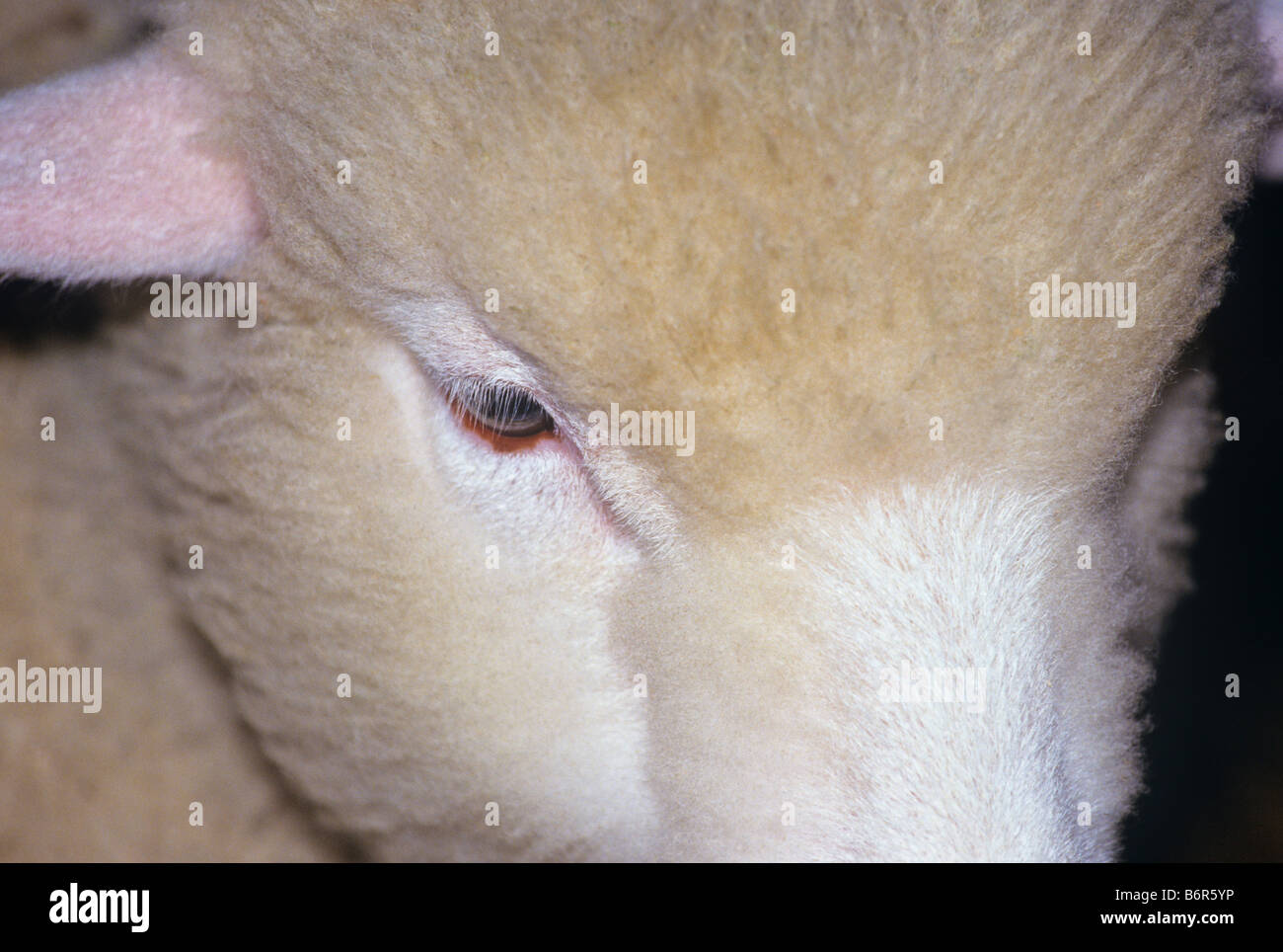 Eye of a sheep in a flock Stock Photo - Alamy
