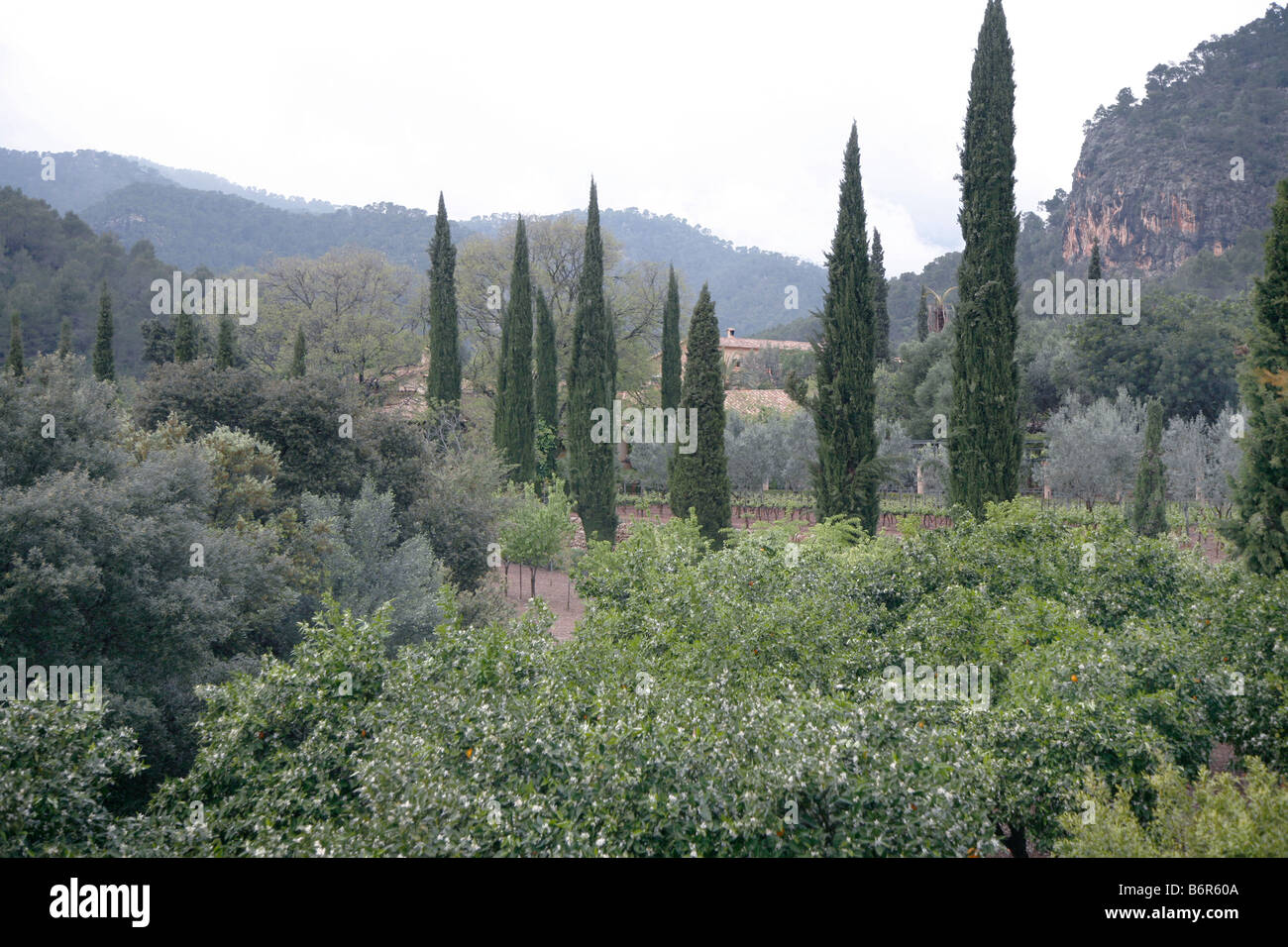 Cipres tree hi-res stock photography and images - Alamy