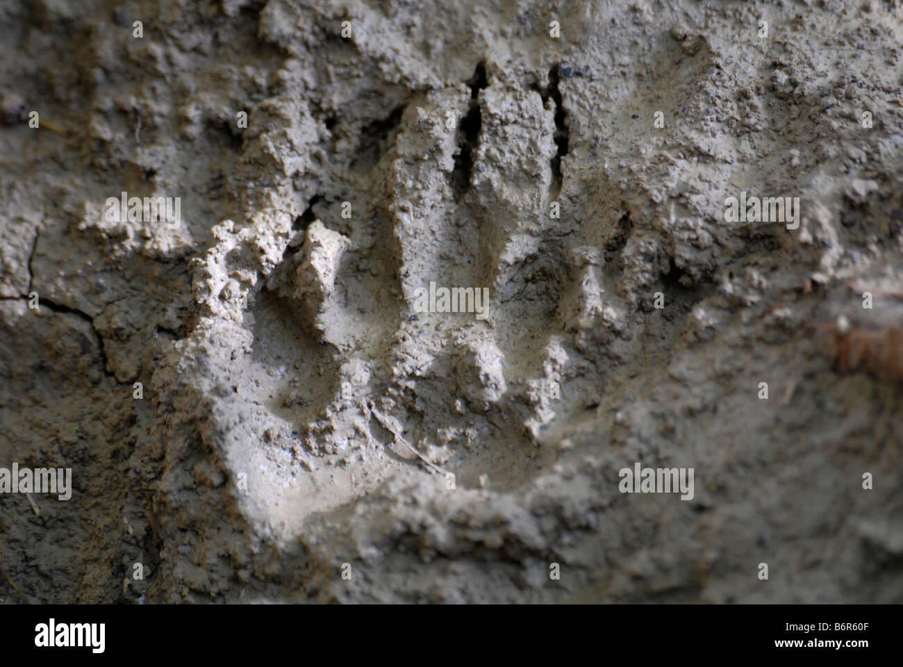 Badger paw hi-res stock photography and images - Alamy
